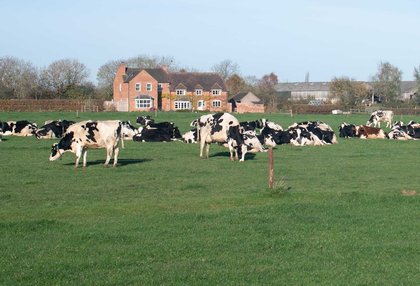 Agriculture Hygiene Solutions for Livestock and Dairy