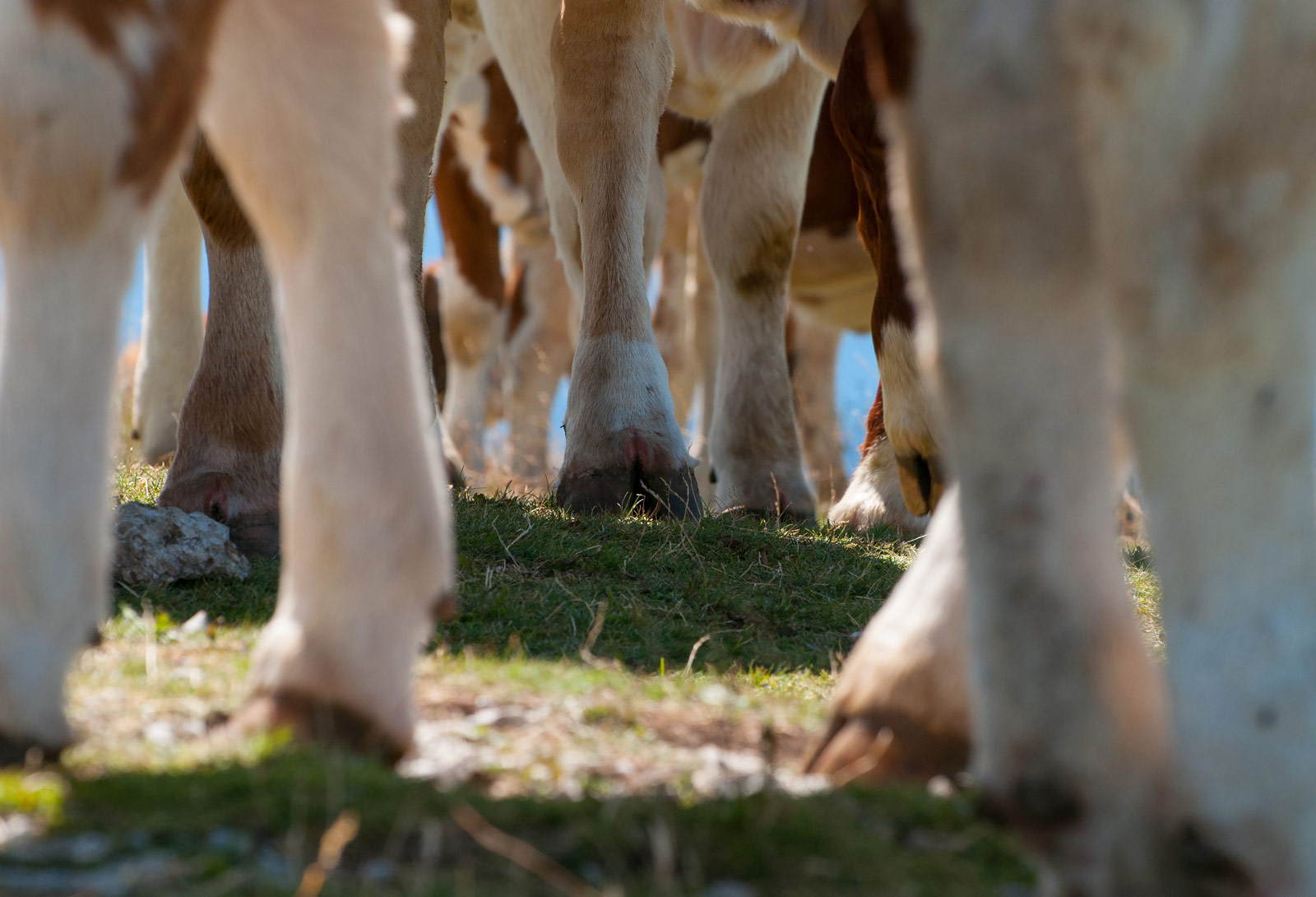 Prevent Lameness in Dairy Cows with Deosan™ HH+ | Diversey